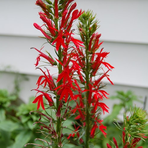 350 Red Cardinal Flower Seeds / Lobelia Cardinalis | Etsy