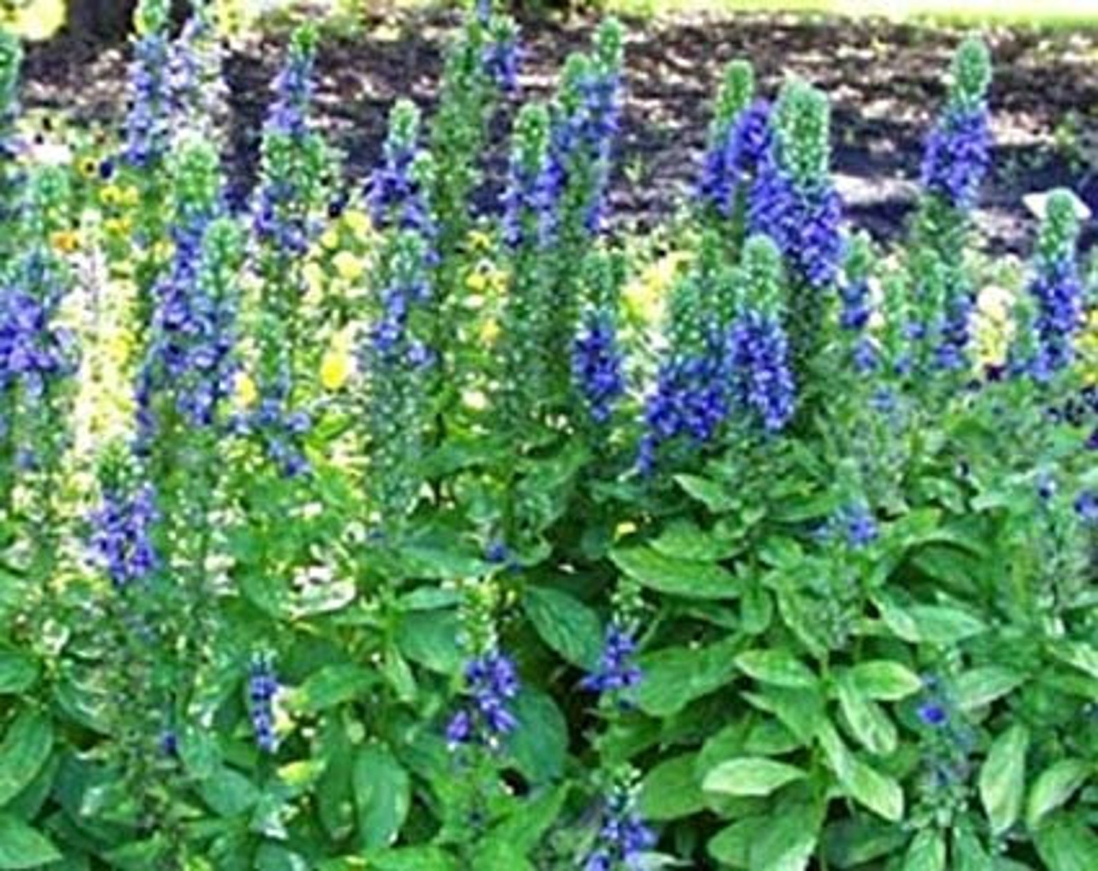 500 Great Blue Lobelia Seeds. Lobelia Siphilitica - Etsy