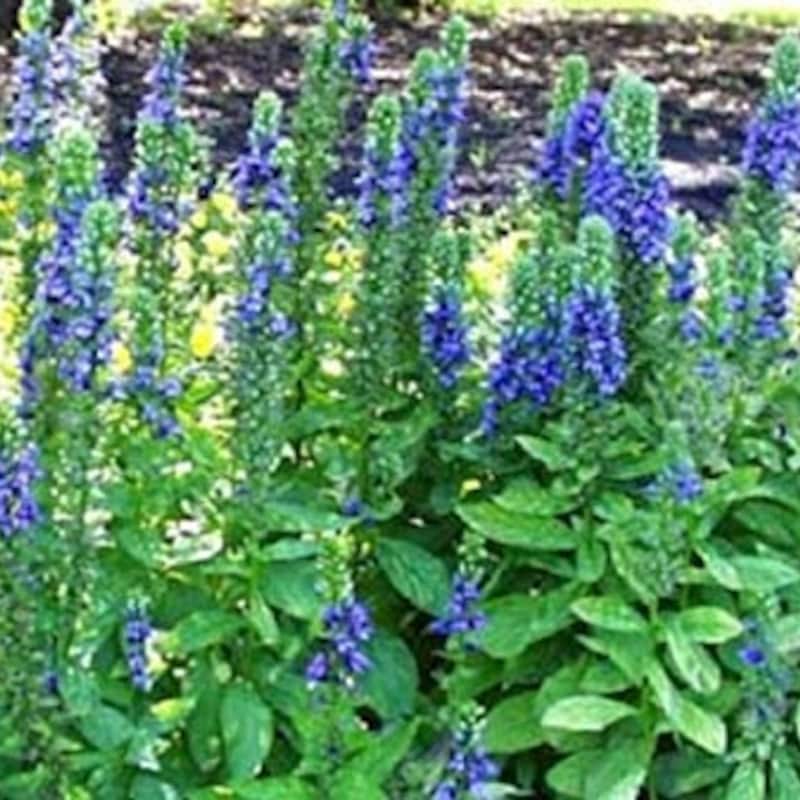 Blue Lobelia - Etsy