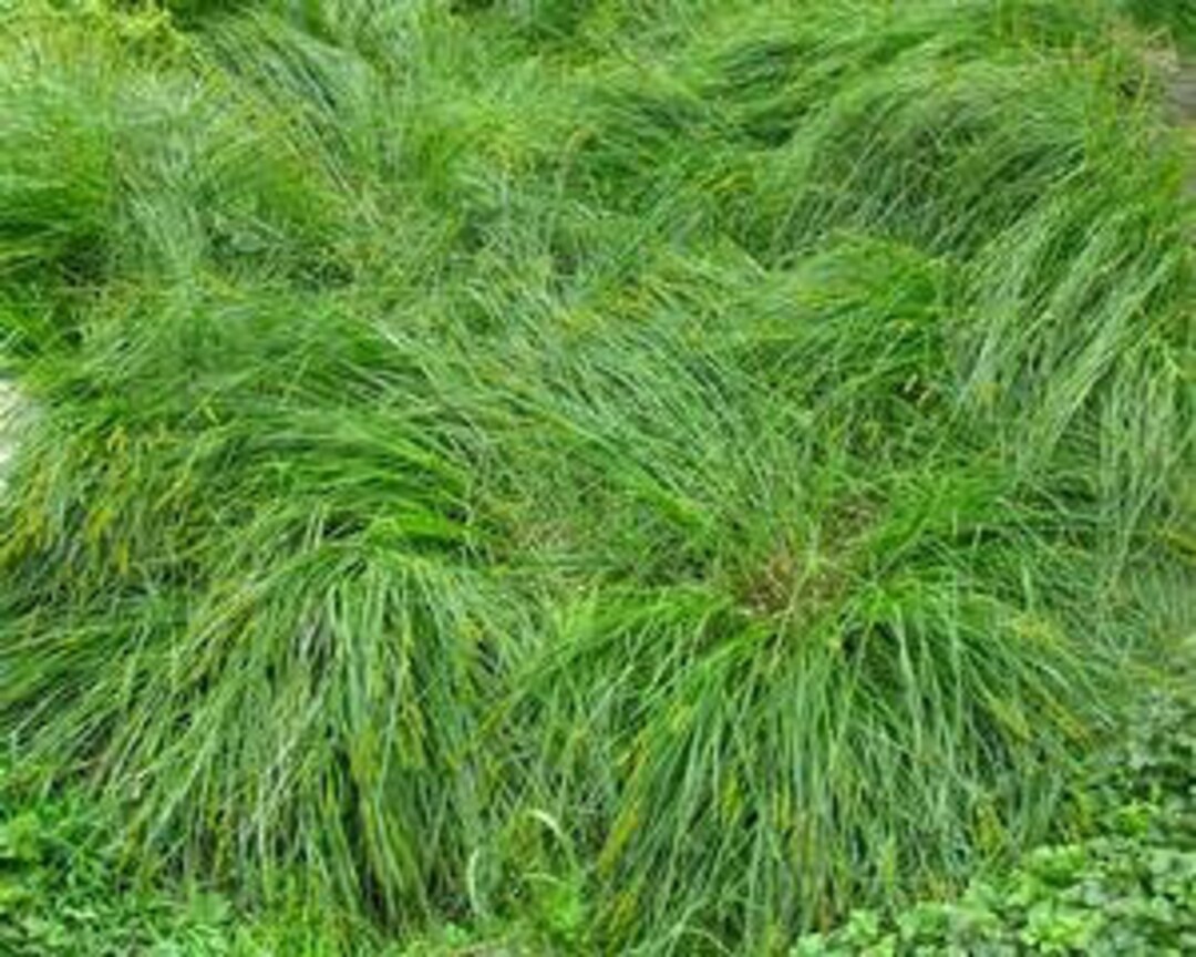 100 Brown Fox Sedge Seeds / Carex Vulpinoidea - Etsy