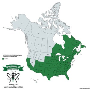 100 Butterfly Weed Seeds / Asclepias Tuberosa - Etsy