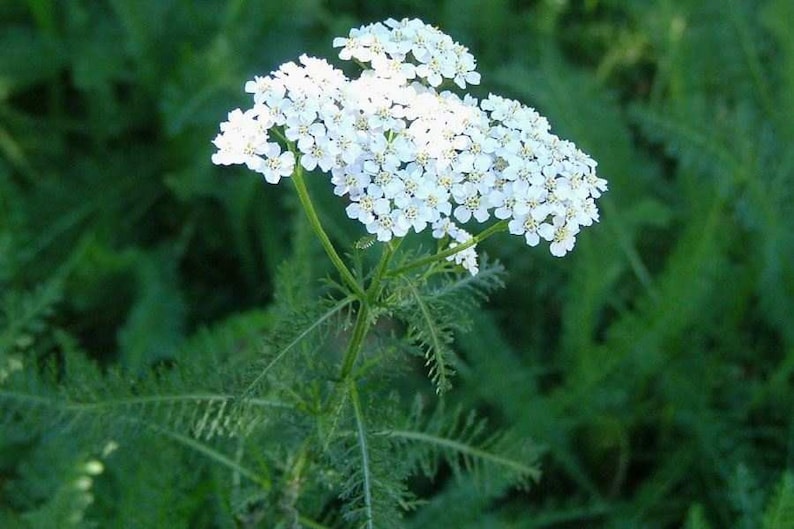 Common Yarrow Seeds (500 Seeds) Achillea Millefolium - Etsy