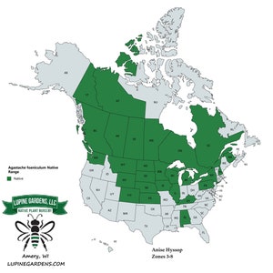 100 Anise Hyssop Seeds. Agastache Foeniculum. *medicinal* - Etsy