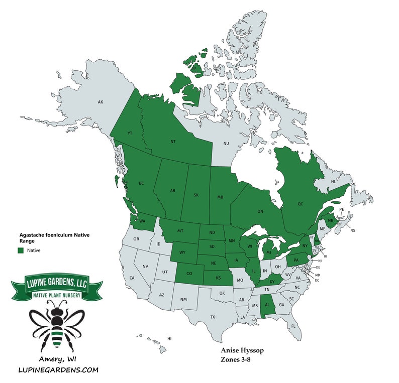 100 Anise Hyssop Seeds. Agastache Foeniculum. *medicinal* - Etsy
