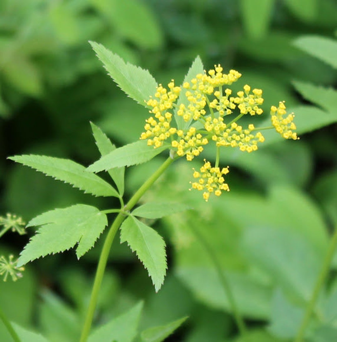 100 Golden Alexander Seeds / Zizia Aurea - Etsy