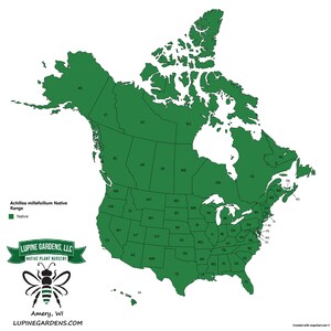 Common Yarrow Seeds (500 Seeds) Achillea Millefolium - Etsy