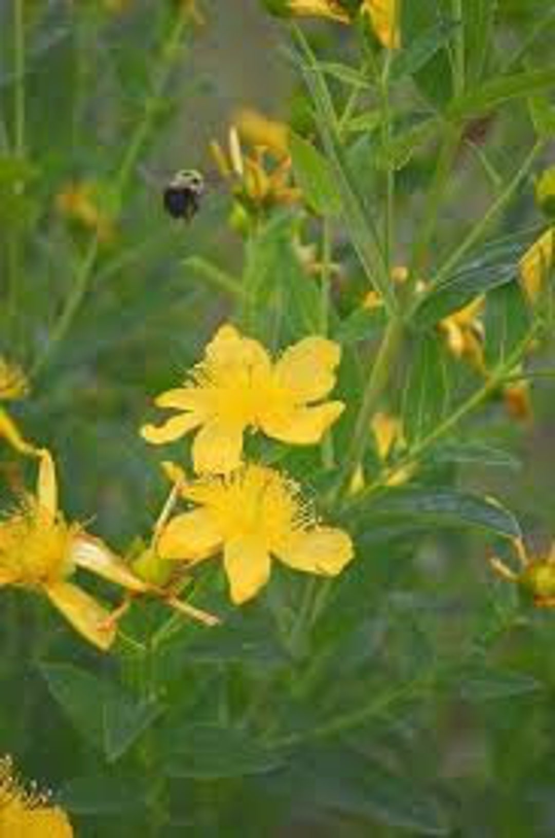 100 Great St. John's Wort Seeds / Hypericum Pyramidatum - Etsy