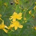 100 Great St. John's Wort Seeds / Hypericum Pyramidatum - Etsy