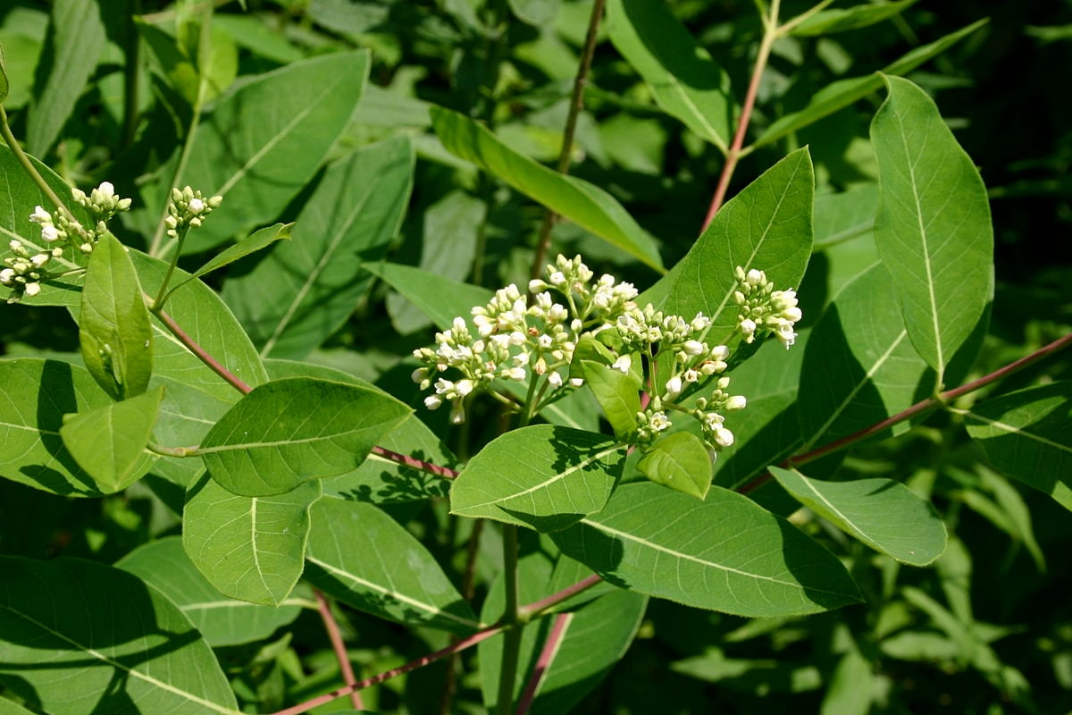 75 Indian Hemp/common Dogbane Seeds / Apocynum Cannabinum - Etsy