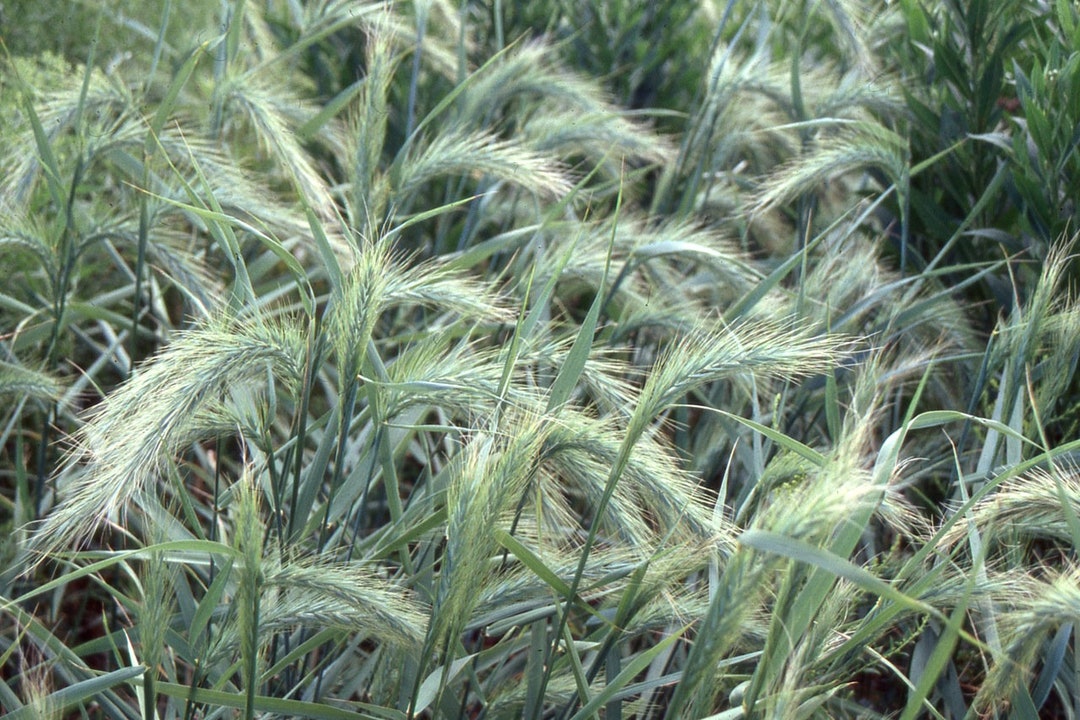 Canada Wild Rye Seeds / Elymus Canadensis (100 Seeds) - Etsy