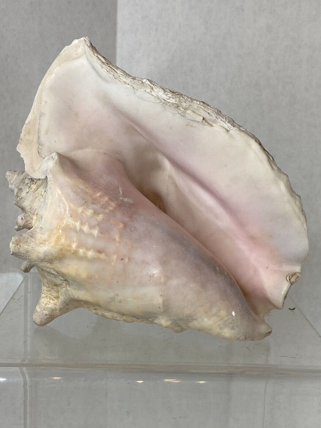 Decorative Extra Large Queen Ocean Pink Conch Seashell Shells 10.5 ...