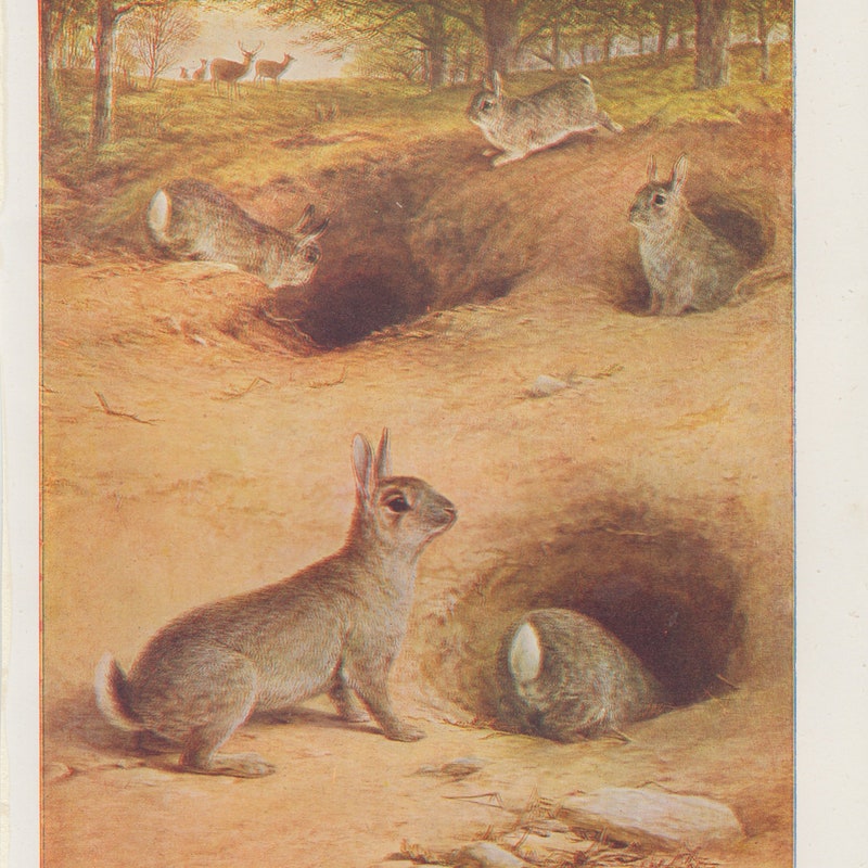 Antique Rabbit - Etsy