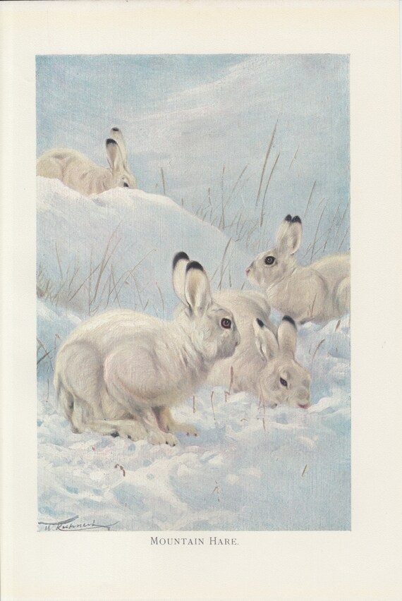 Mountain Hare Bunny Rabbits Antique Art Print 1901 | Etsy
