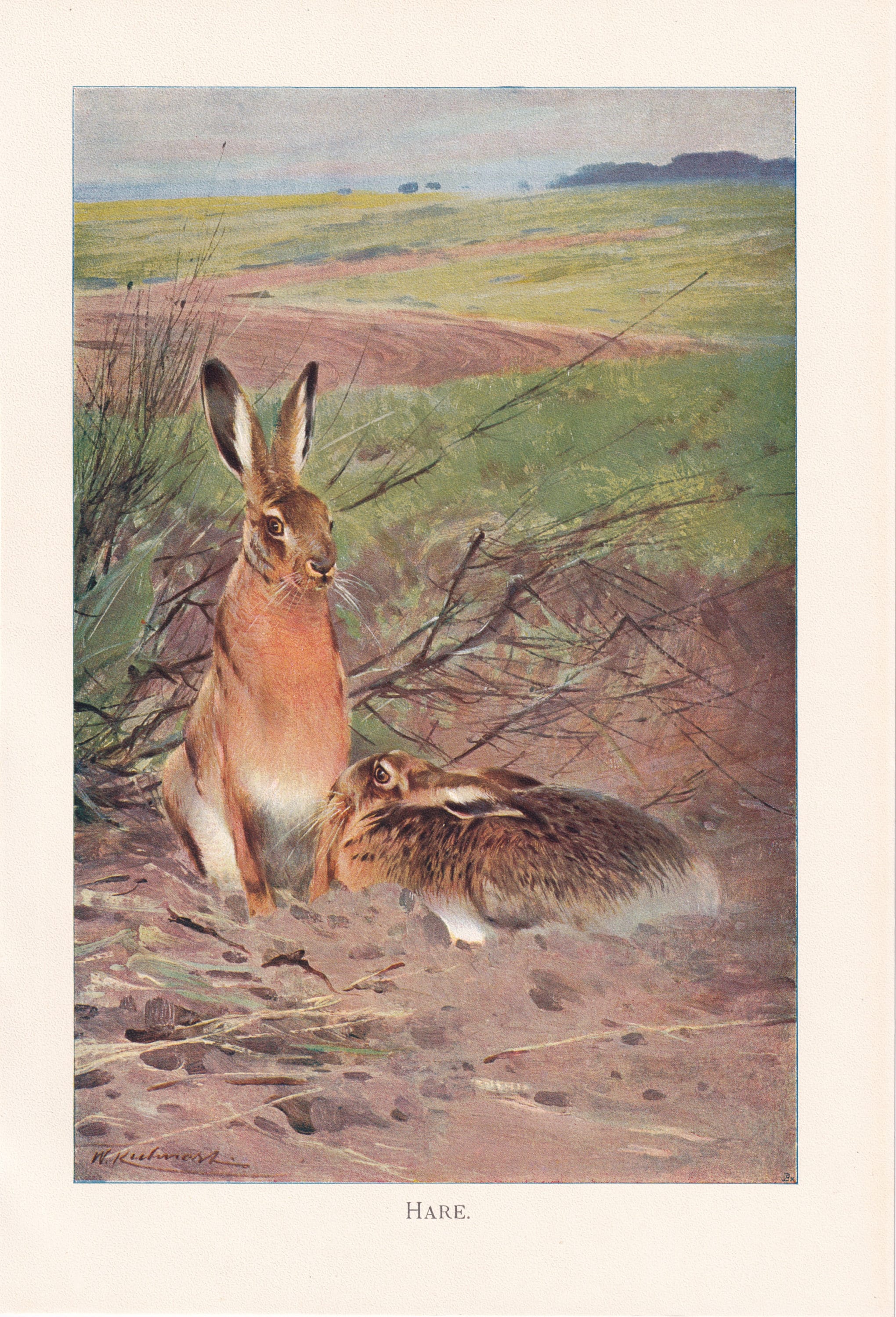 Antique Rabbit Traps for sale | Only 4 left at -65%