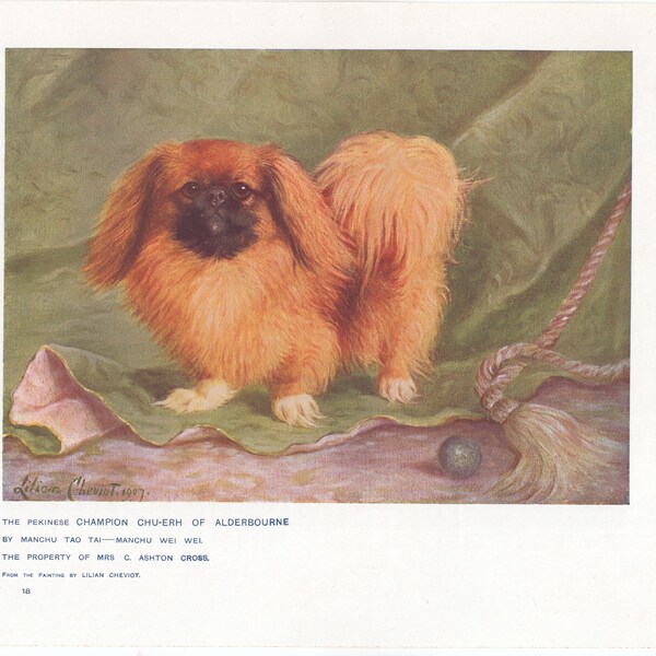 Vintage Pekingese - Etsy