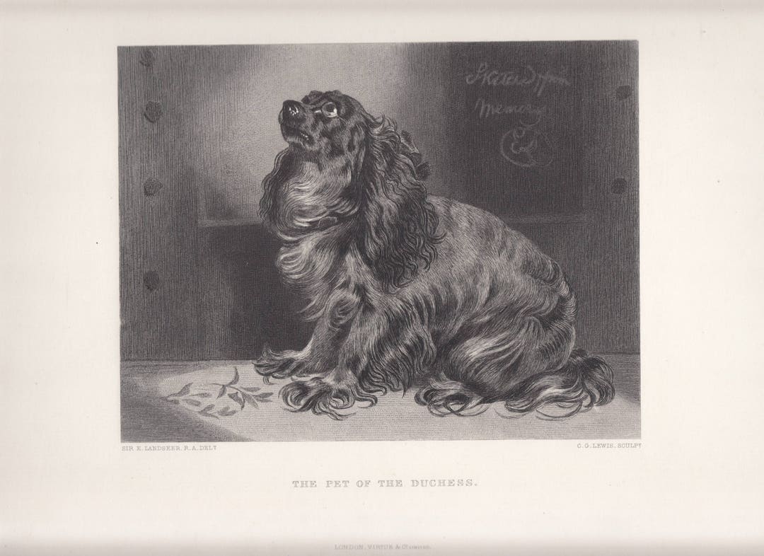 Spaniel Early Cocker Spaniel Dog Antique Steel Engraving Rare Dog Print ...