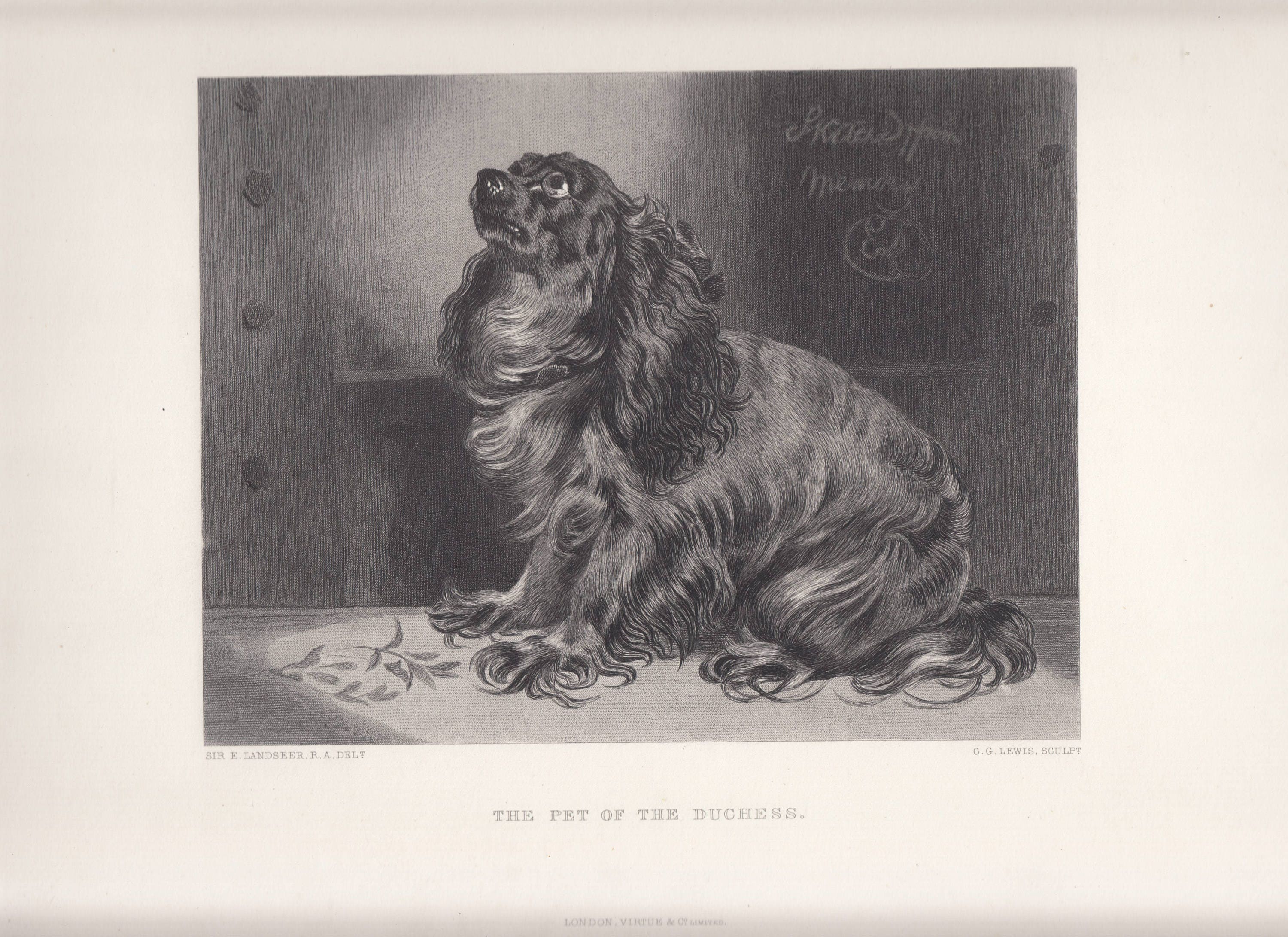 Spaniel Early Cocker Spaniel Dog Antique Steel Engraving Rare - Etsy