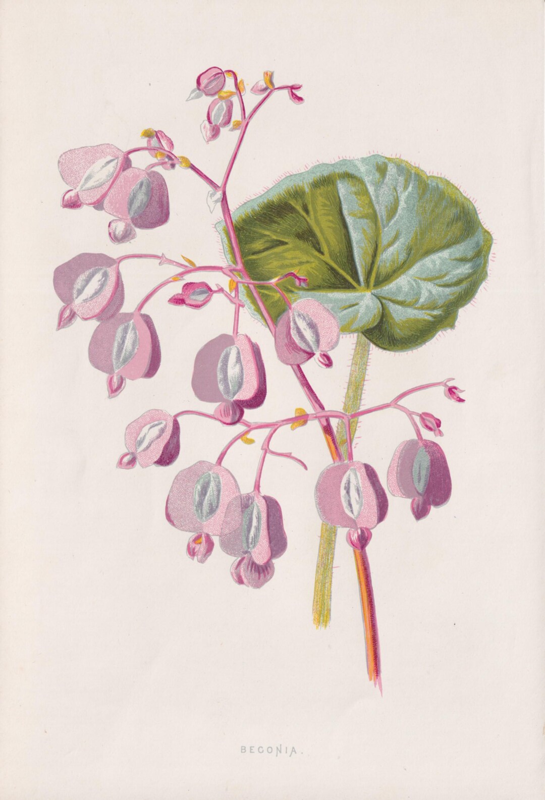 Begonia Flower Antique Lithograph Flower Art Print 1898 - Etsy