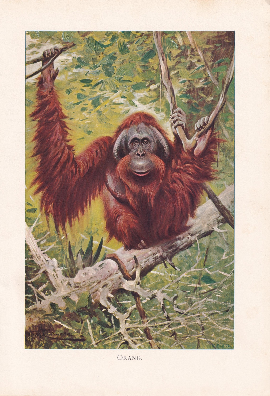 Orangutan Ape in Tree Primates Antique Art Print 1901 - Etsy