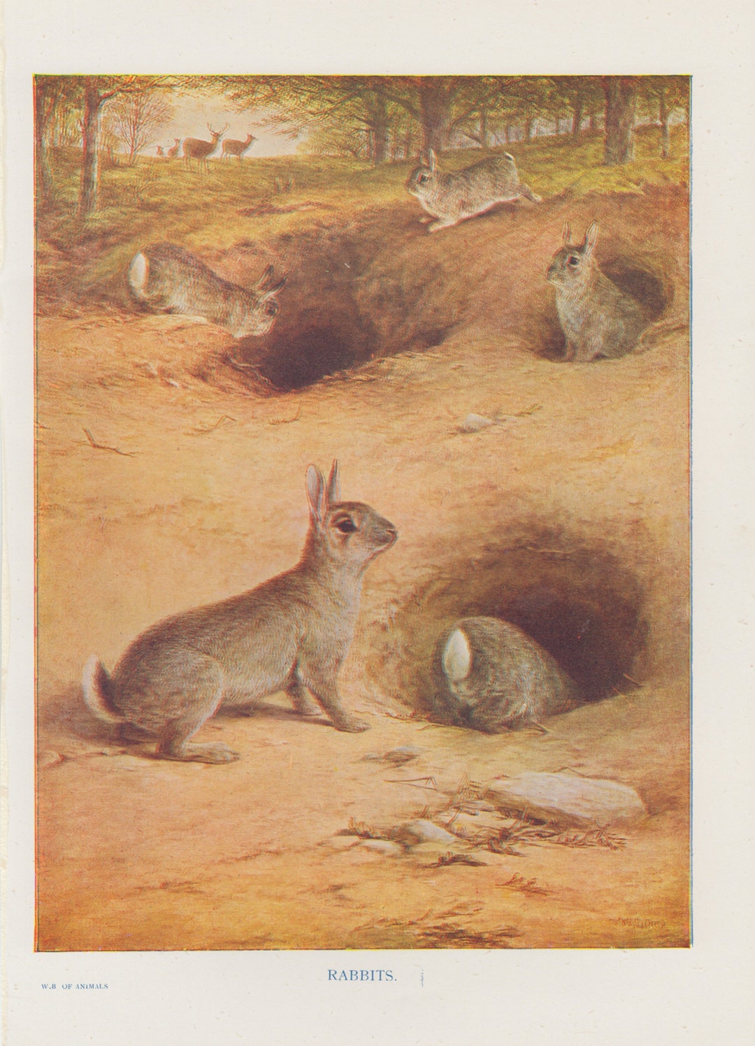 Early Bunny Rabbits Wildlife Color Antique Rabbit Art Print 1908 - Etsy