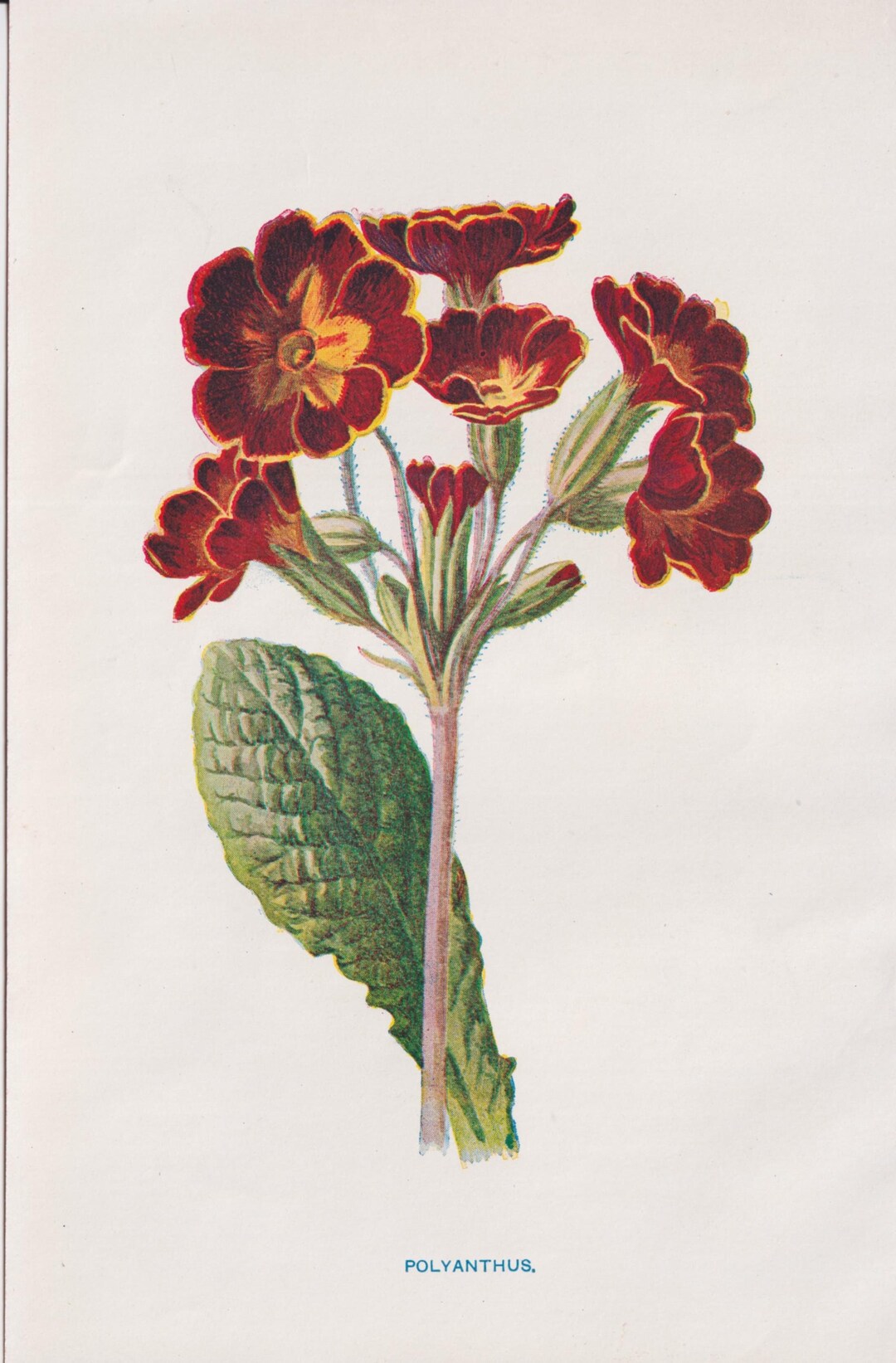 Polyanthus Flower Antique Lithograph Flower Art Print 1898 - Etsy