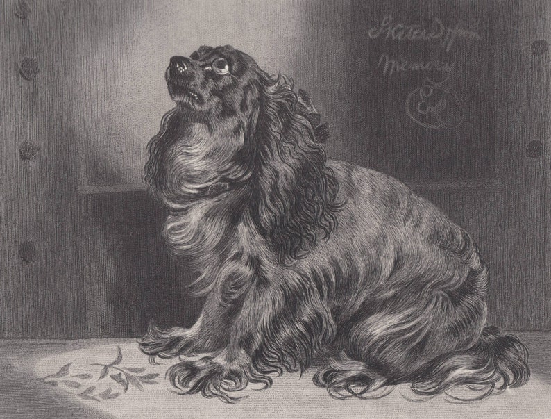 Spaniel Early Cocker Spaniel Dog Antique Steel Engraving Rare - Etsy