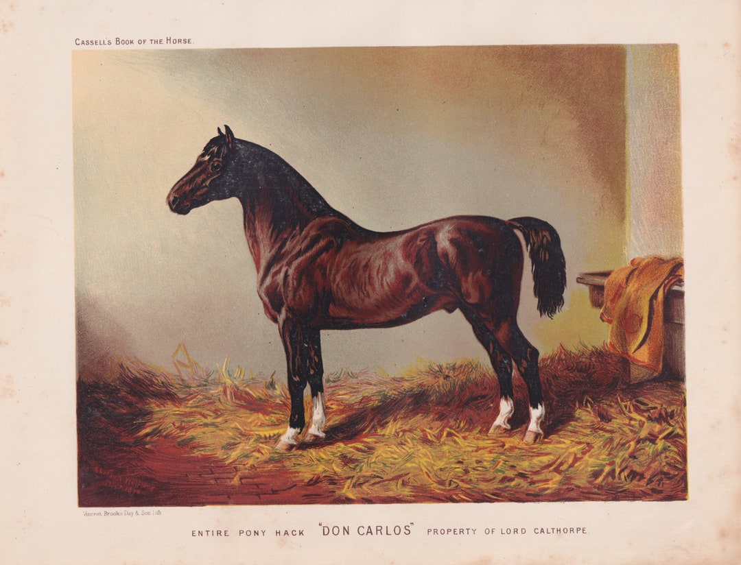 Early Equestrian Pony Hack Horse Don Carlos Horse Lithograph Equine ...