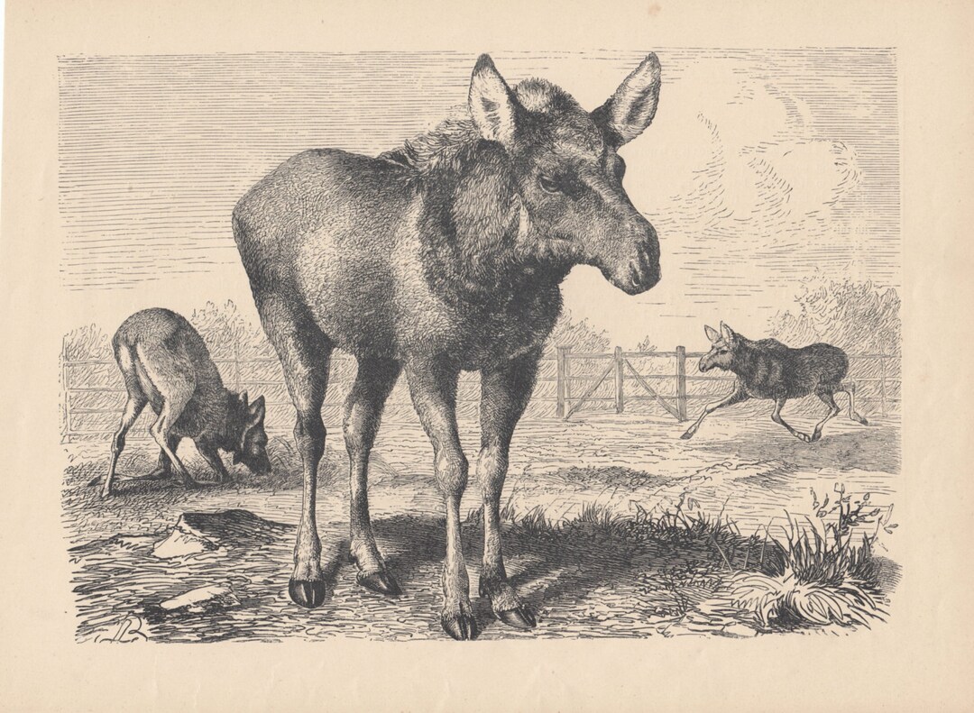 Early Moose Animals Antique Engraving Art Print 1878 - Etsy