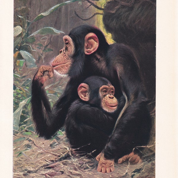 Chimpanzee Art - Etsy