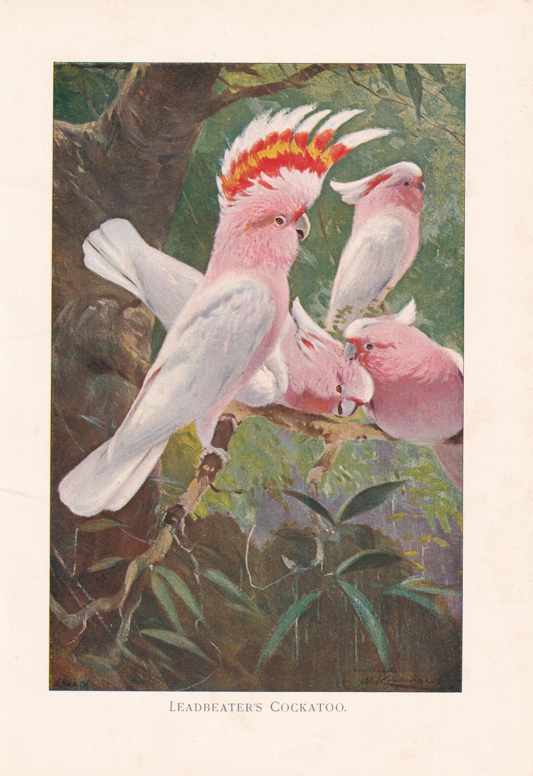 Pink Cockatoo Birds Major Mitchell's Cockatoo Leadbeater's Cockatoo ...