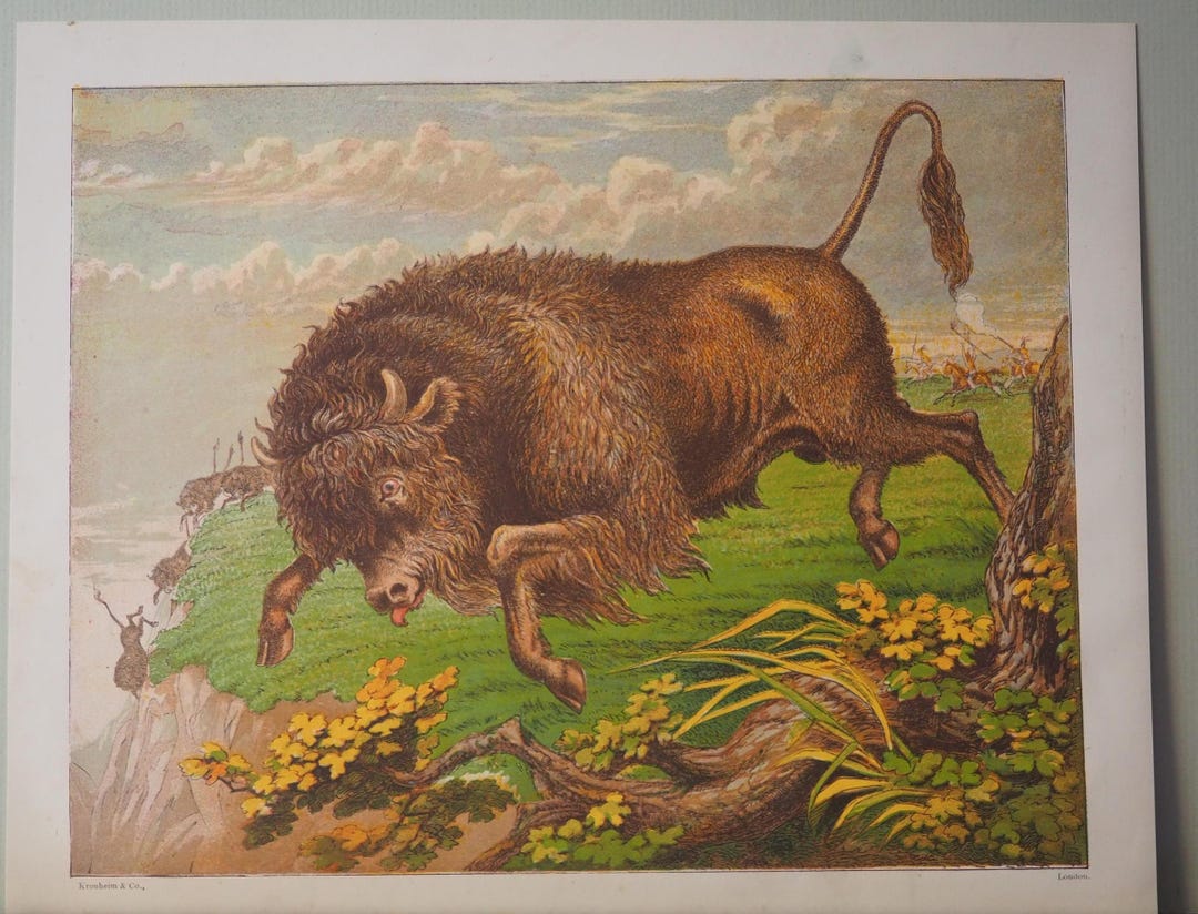 Antique Buffalo Lithograph Art Print (1875) - Etsy