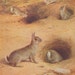 Early Bunny Rabbits Wildlife Color Antique Rabbit Art Print 1908 - Etsy