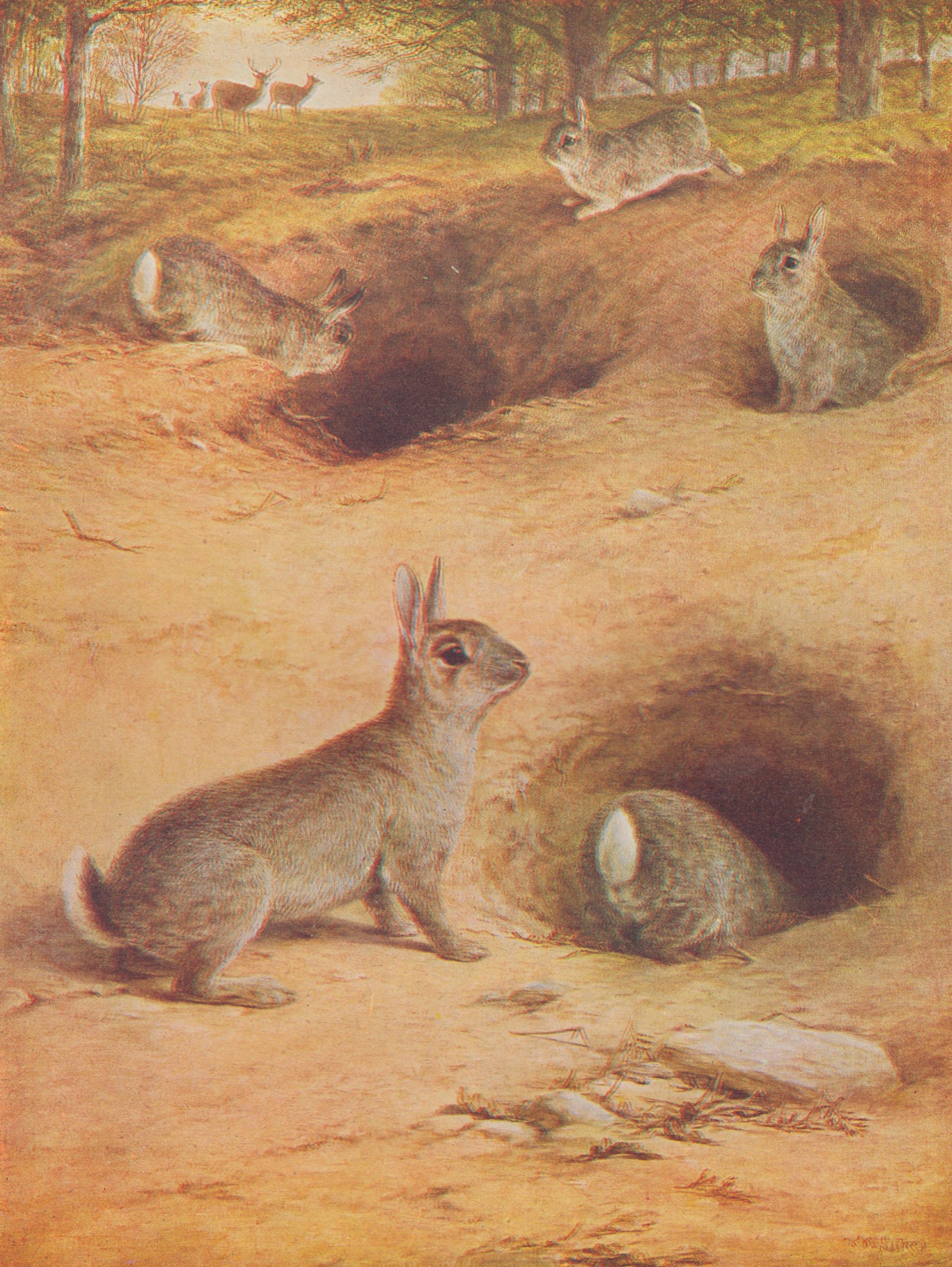 Early Bunny Rabbits Wildlife Color Antique Rabbit Art Print 1908 - Etsy