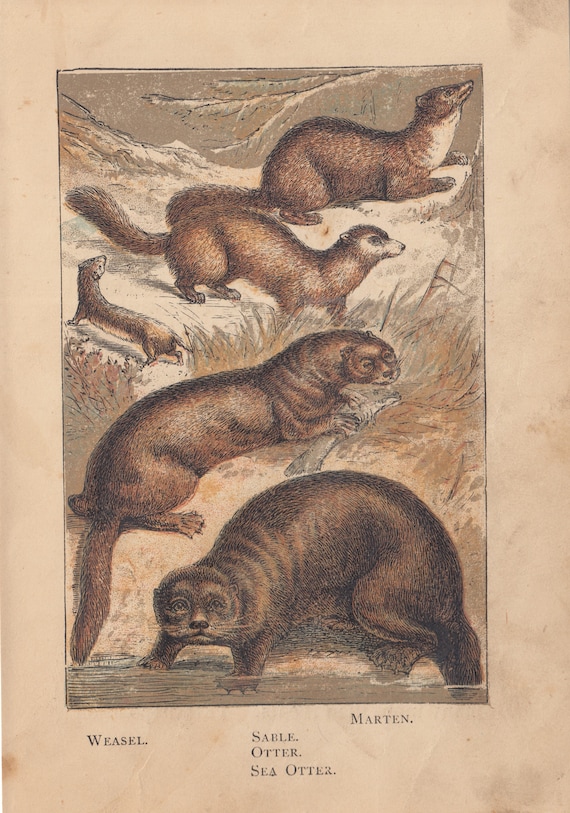Ferret Weasel Sable Weasel Pine Marten Otters Antique Art | Etsy