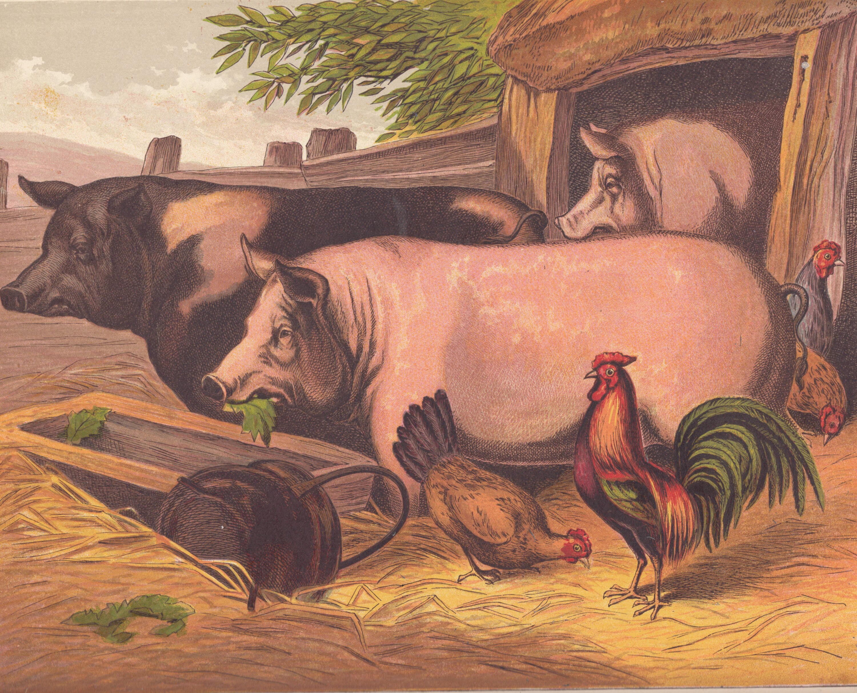 Rooster Chicken Hen Pigs Hogs Barnyard Farm Animals Antique - Etsy India