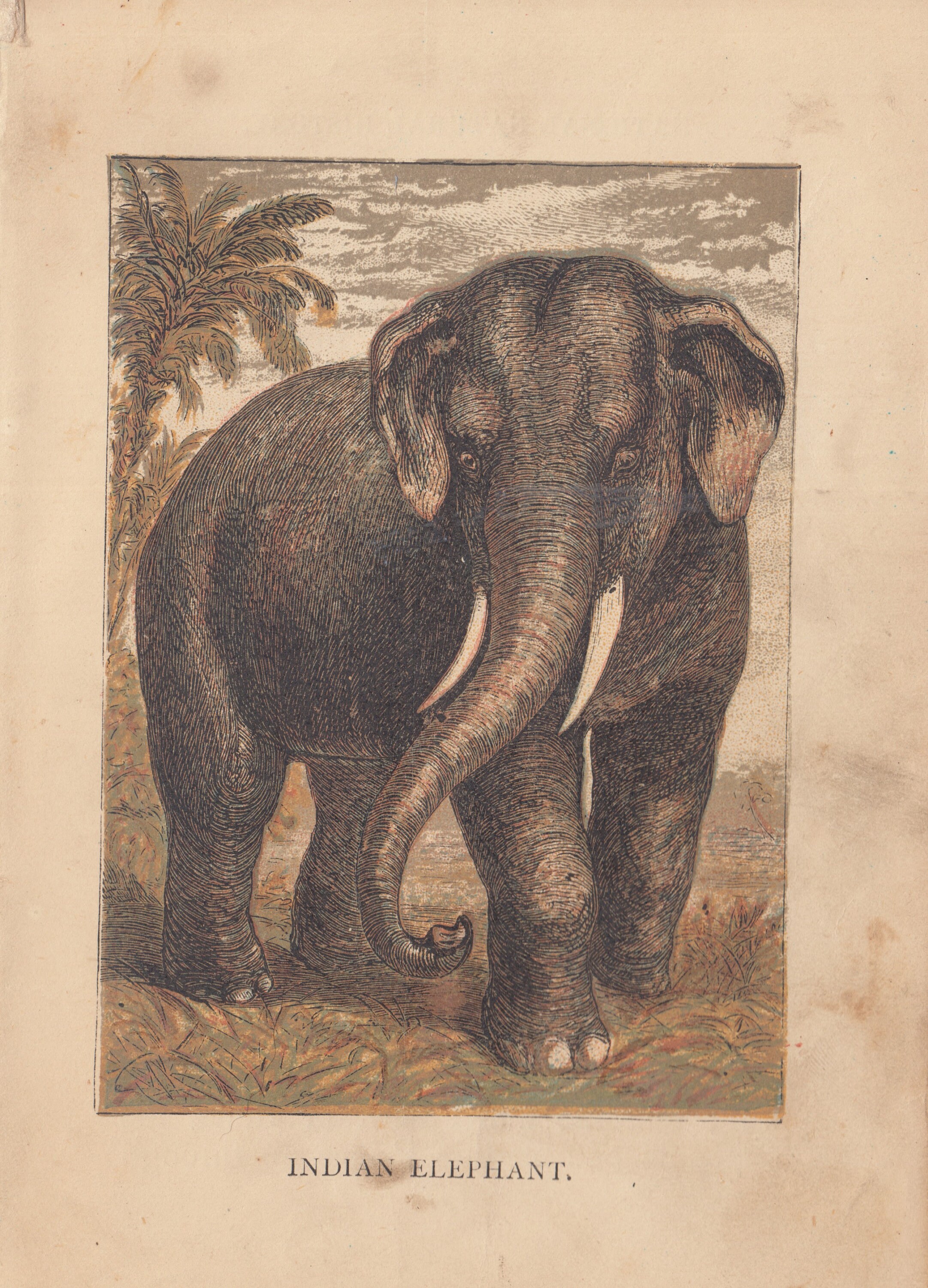 Indian Elephant Wildlife Antique Art Print Lithograph 1879 - Etsy