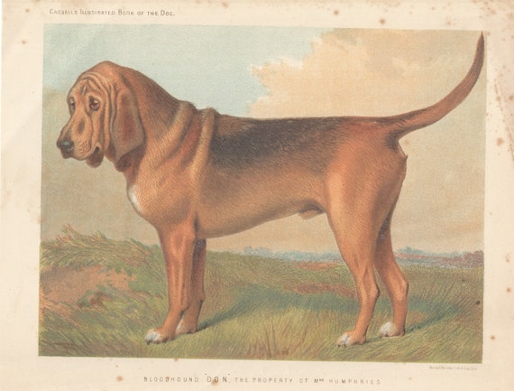 Bloodhound Dog Antique Dog Art Print Lithograph 1881 | Etsy