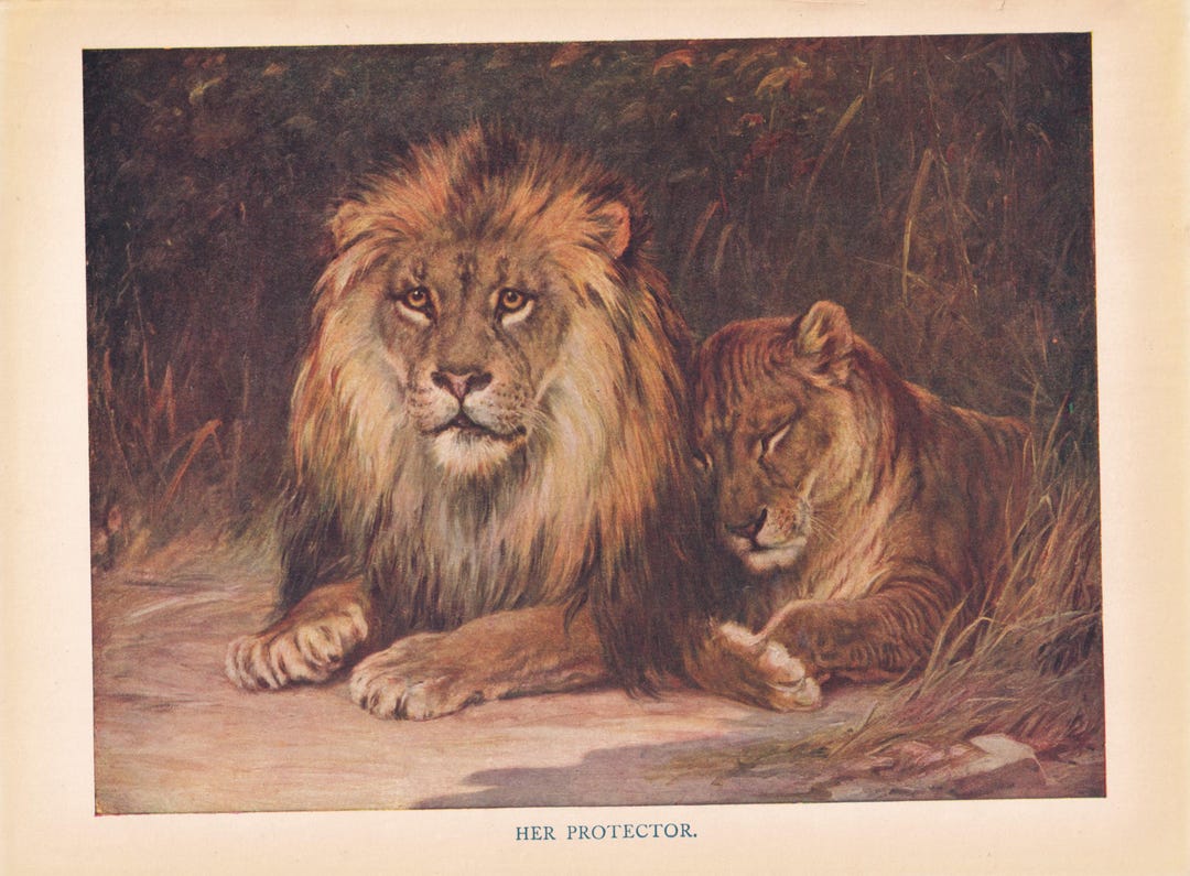 Heartwarming Lion Watching Over Sleeping Lioness Wildlife Antique Art ...