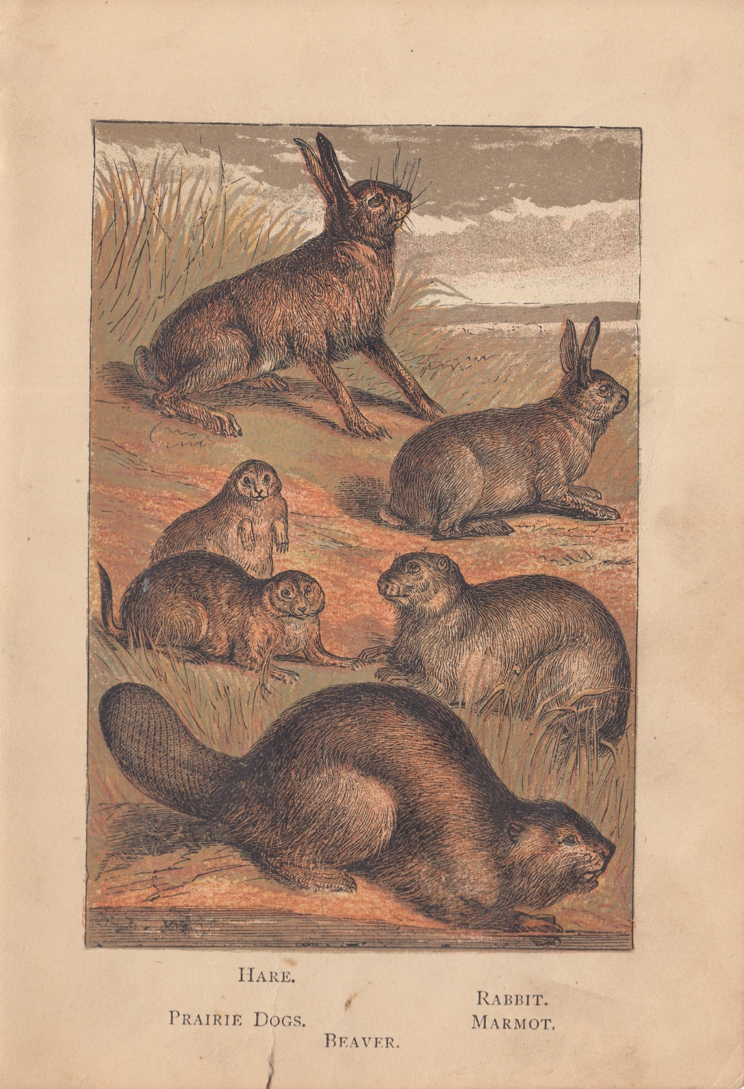 Rabbits Beaver and Prairie Dogs Antique Art Print Lithograph 1879 - Etsy