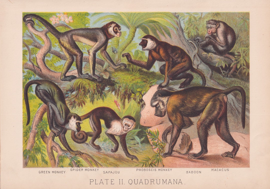 Various Monkeys Antique Monkey Art Print Lithograph 1880 Green Monkey ...