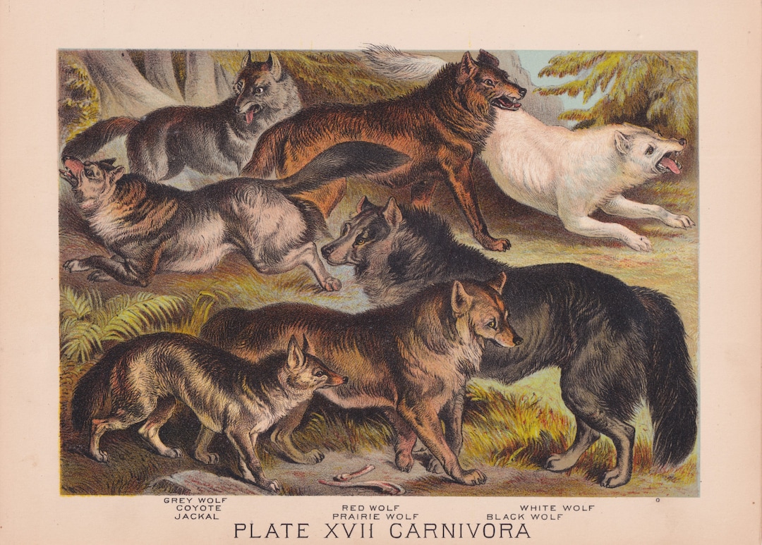 Beautiful Wolves Wolf & Coyote Animals Antique Art Print Lithograph ...