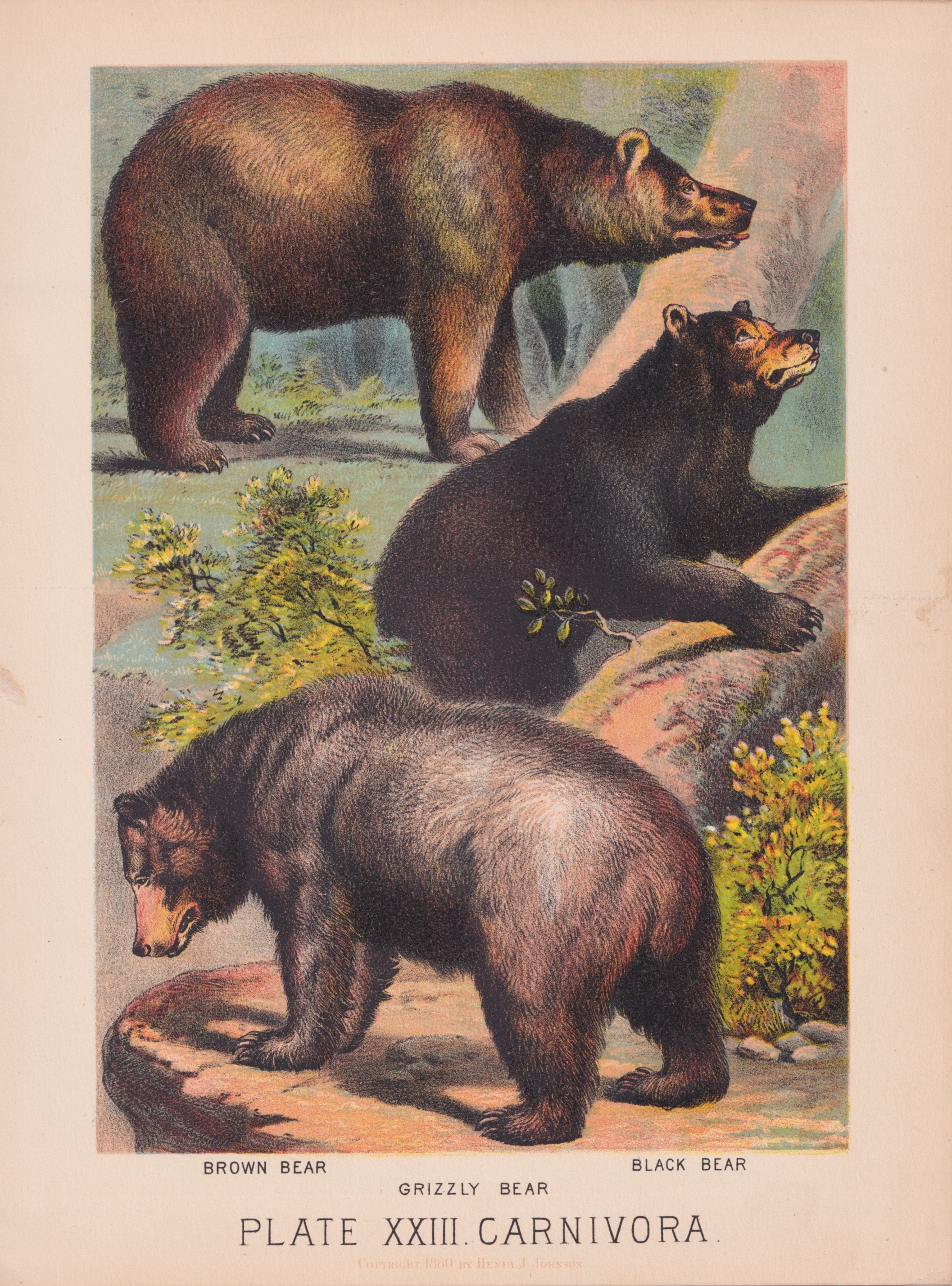 Brown Bear Grizzly Bear Black Bear Art Print Lithograph 1880 - Etsy