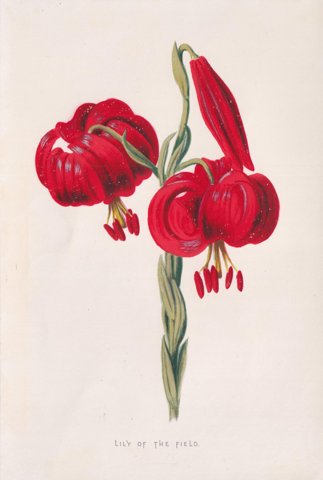 Lilies Lily Flower Antique Lithograph Botanical Art Print 1898 - Etsy