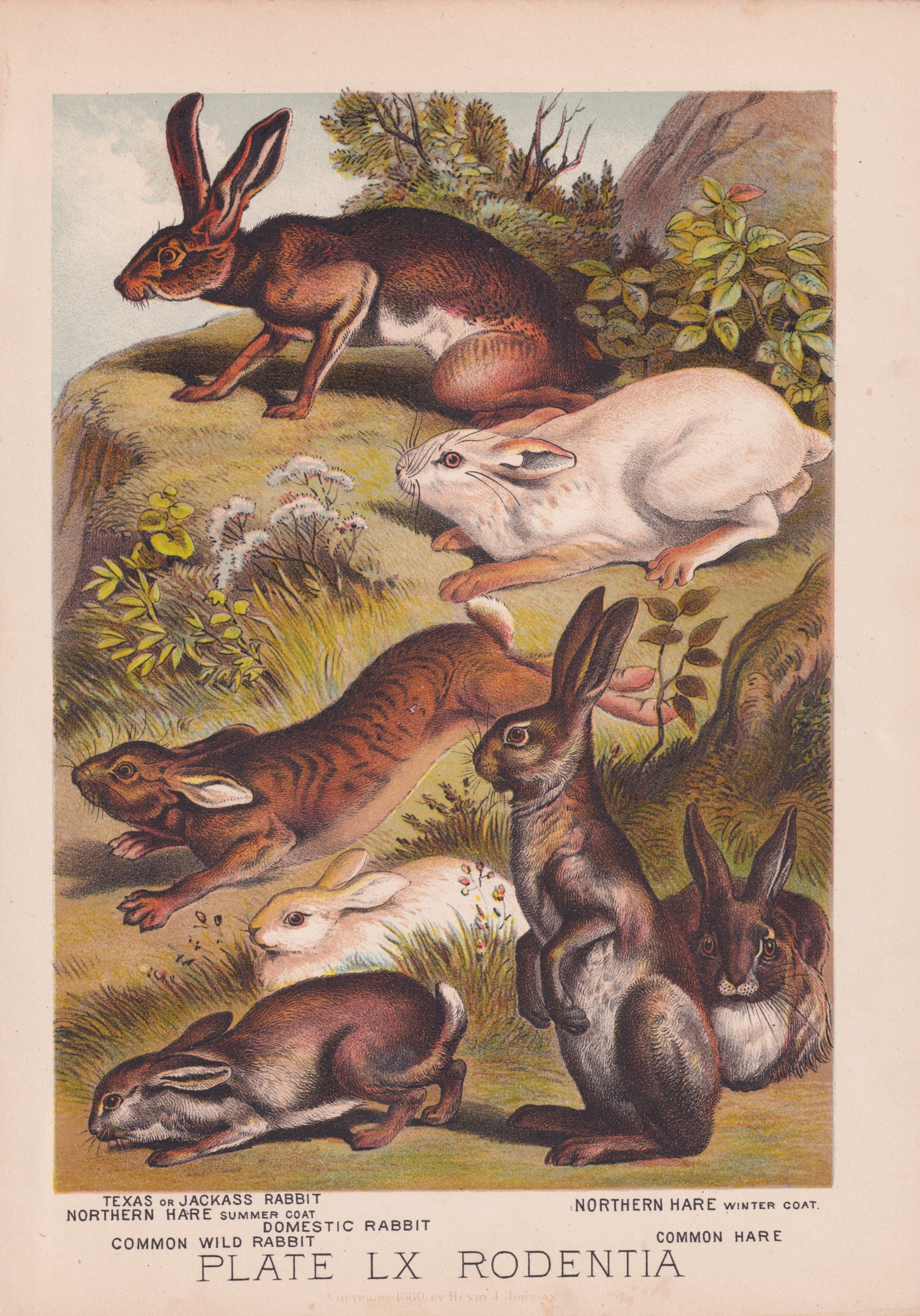 Bunny Rabbits Antique Rabbit Art Print Lithograph 1880 - Etsy