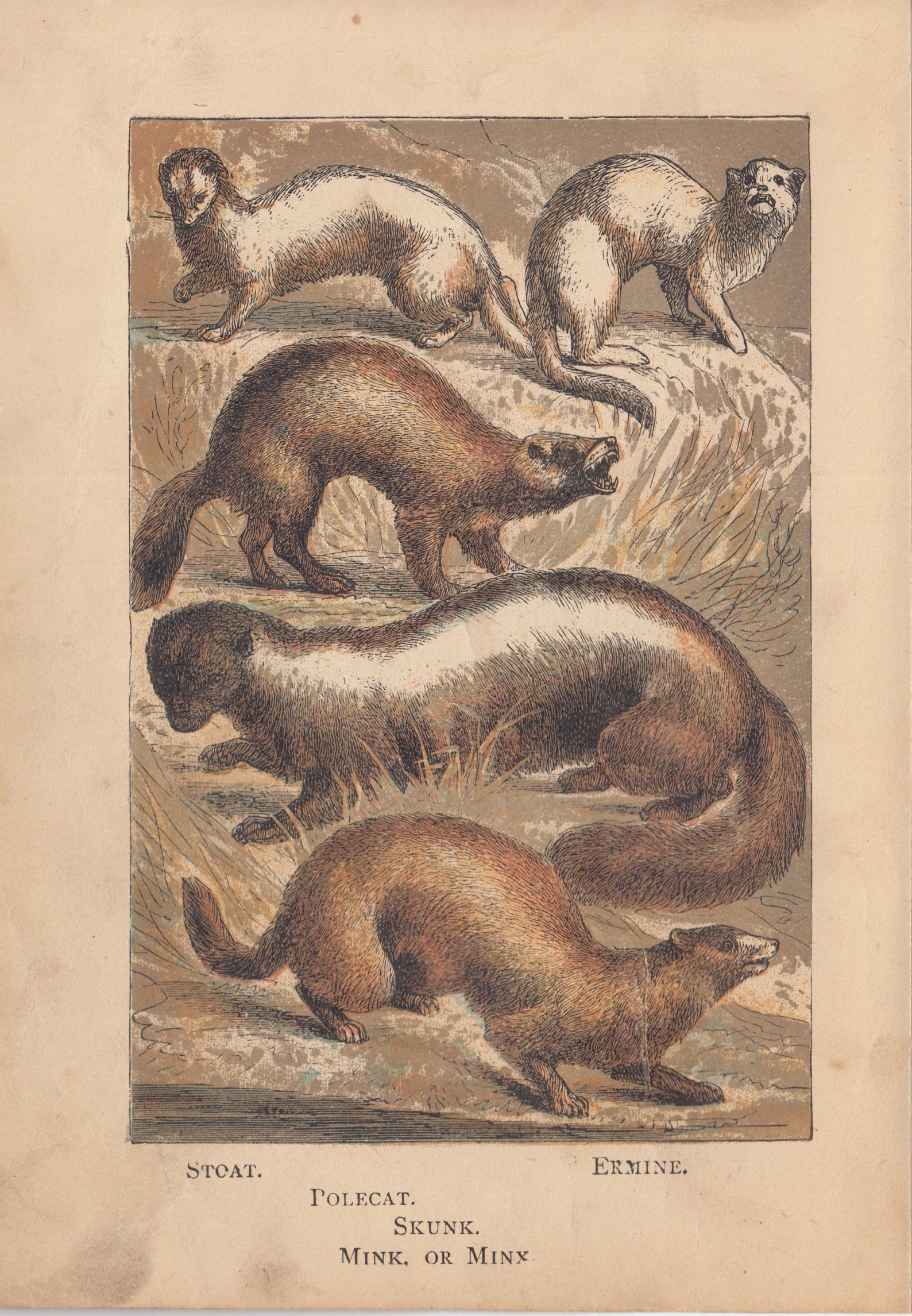 Weasels Mink Ermine Skunk Polecat Weasel Antique Art Print Lithograph ...