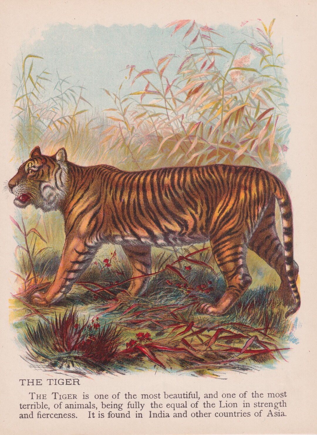 Gorgeous Tiger Big Cats Wildlife Animals Antique Art Print Tiger ...