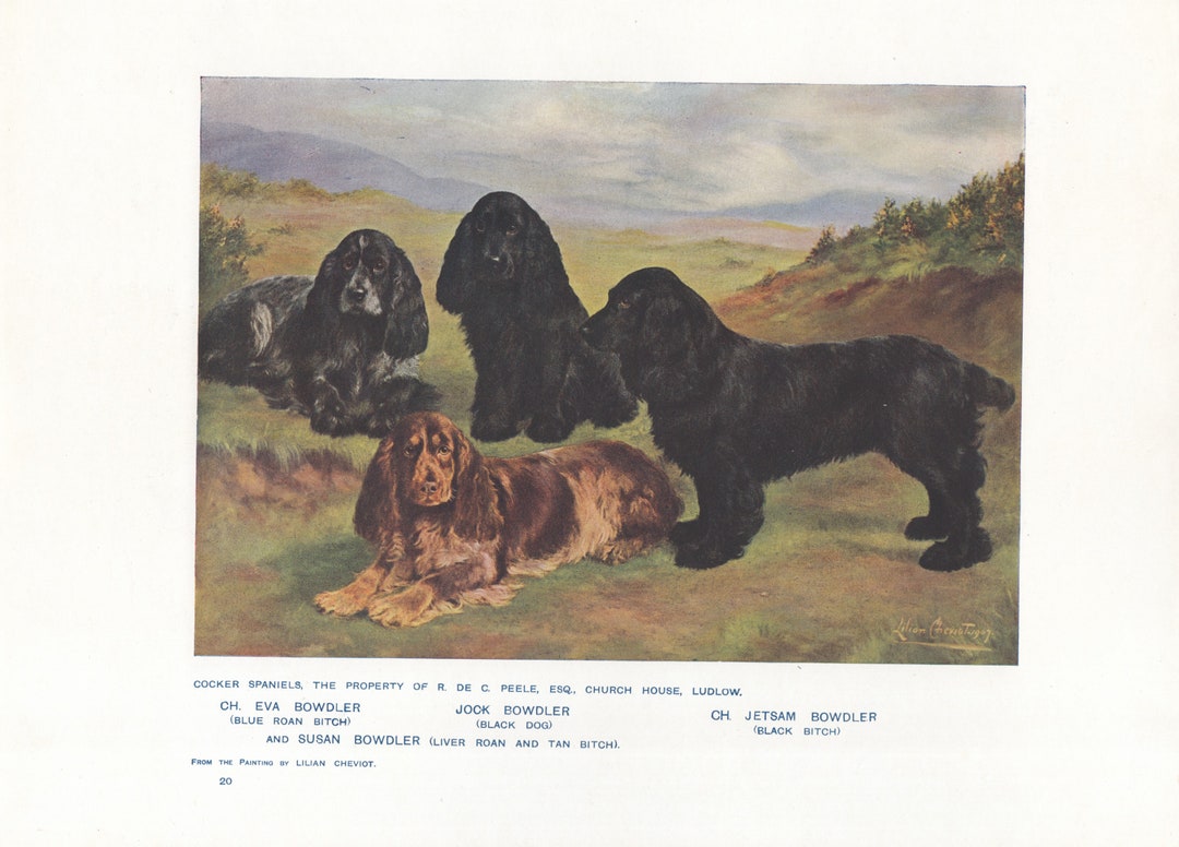 Cocker Spaniel Dogs Antique Print 1907 - Etsy