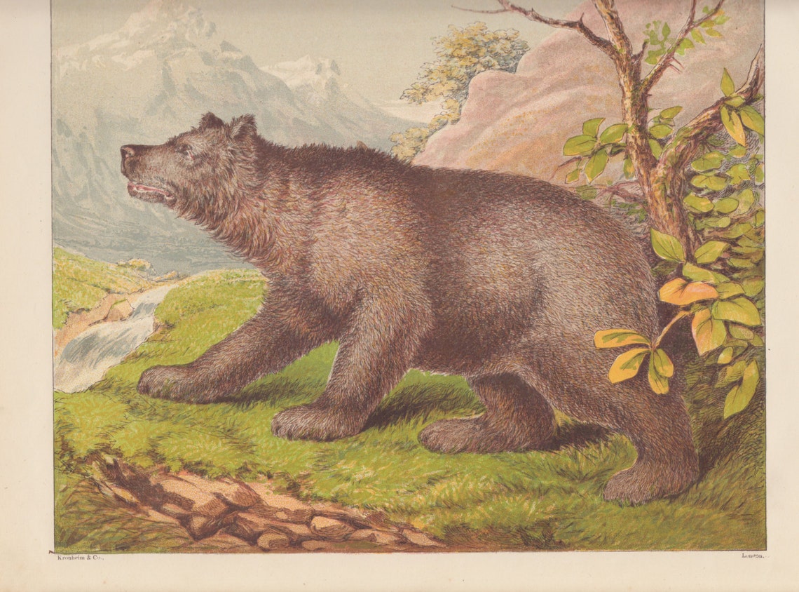 Grizzly Bear Wildlife Antique Bear Animals Natural History Animal ...