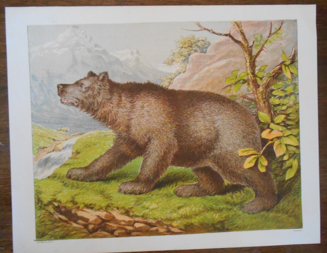 Grizzly Bear Wildlife Antique Bear Animals Natural History Animal ...