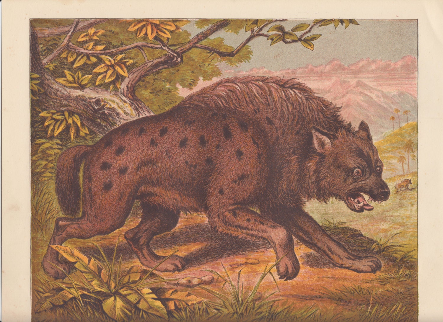 Hyena Africa African Wildlife Antique Animals Natural History - Etsy